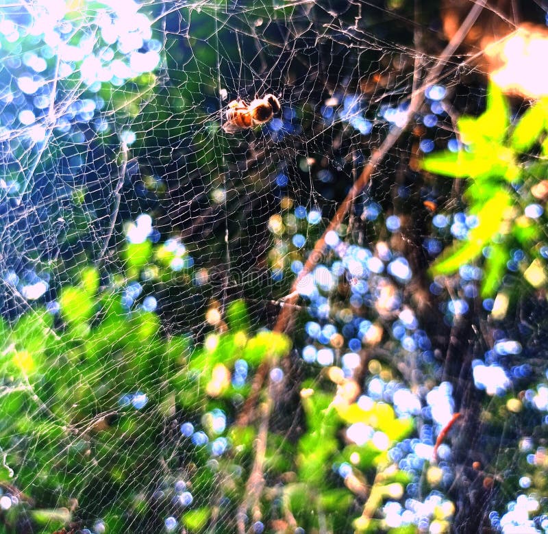 Bee Trapped into Spider Wave Stock Photo - Image of trapped, spider ...
