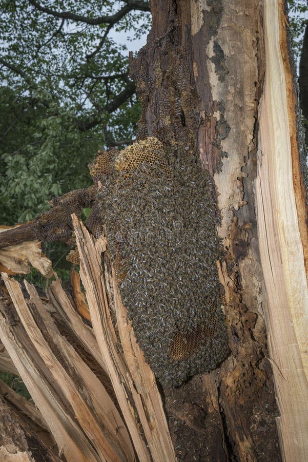 The Bee Tree - Bees Apis Mellifera Living in Hive from Big Tree Stock ...