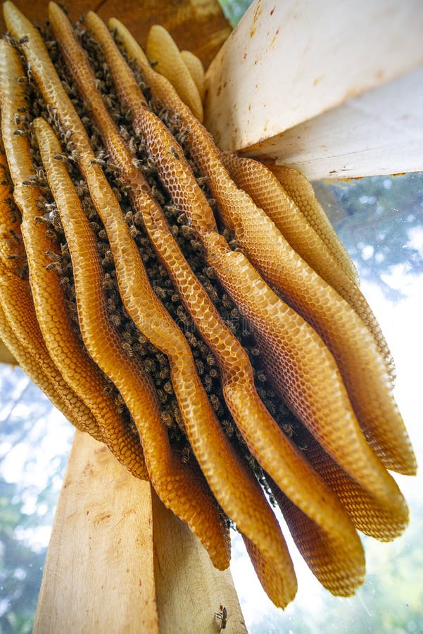 The Bee Tree - Bees Apis Mellifera Living in Hive from Big Tree Stock ...