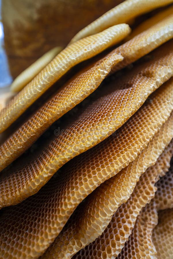 The Bee Tree - Bees Apis Mellifera Living in Hive from Big Tree Stock ...