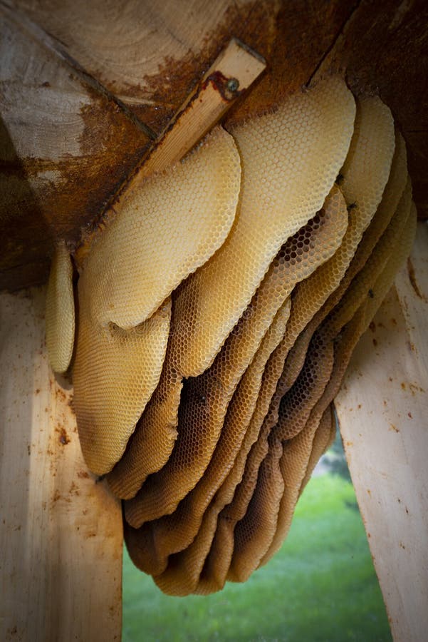 300 Log Hive Stock Photos - Free & Royalty-Free Stock Photos from ...