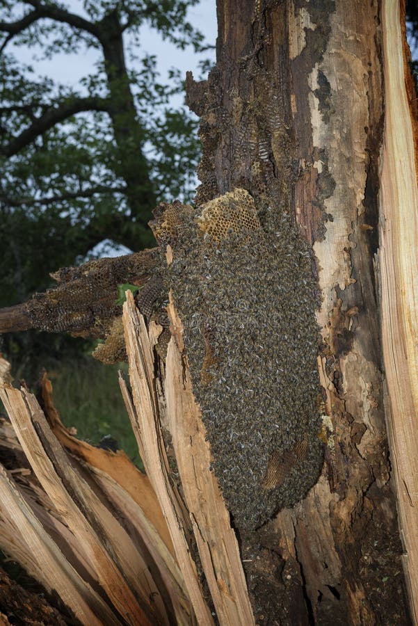 Bee Tree - Bees Apis Mellifera Living in Tree Stock Image - Image of ...