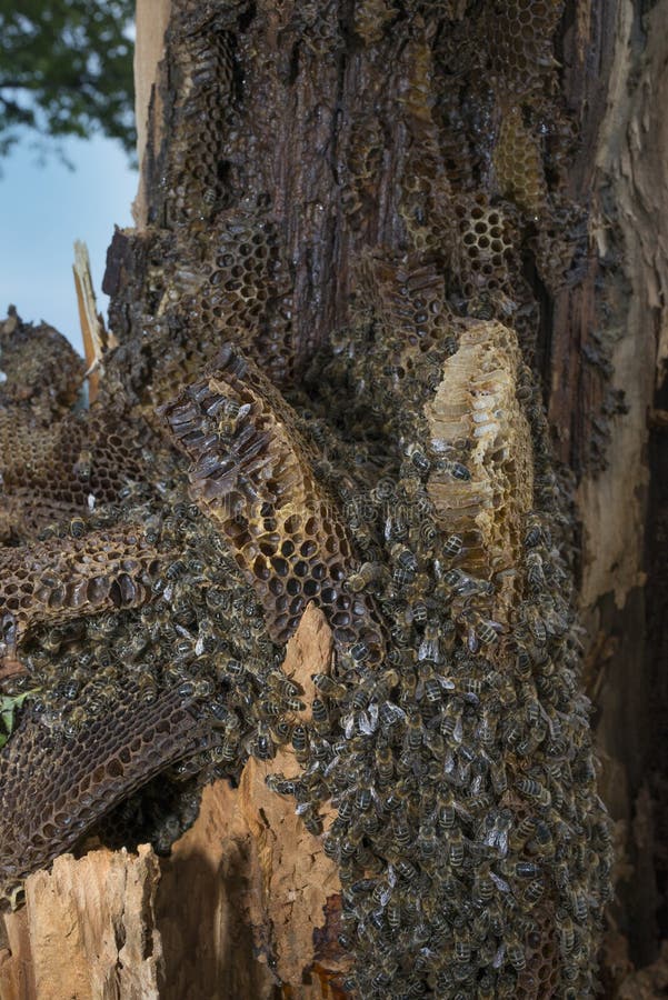 A Bee Tree - Bees Apis Mellifera Living in Tree Stock Photo - Image of ...