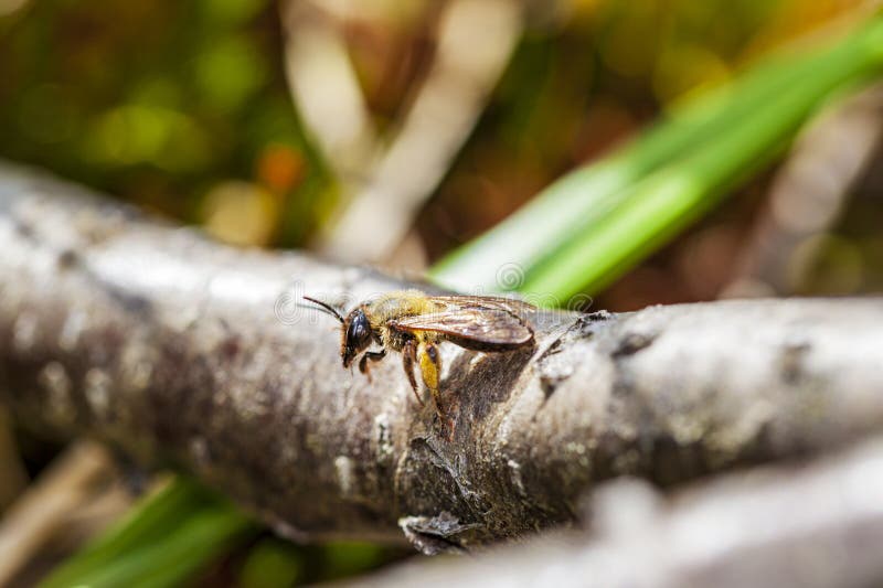 Bee on a Tree Branch, Close-up, Leafcutter Bee Make it`s Nest with ...