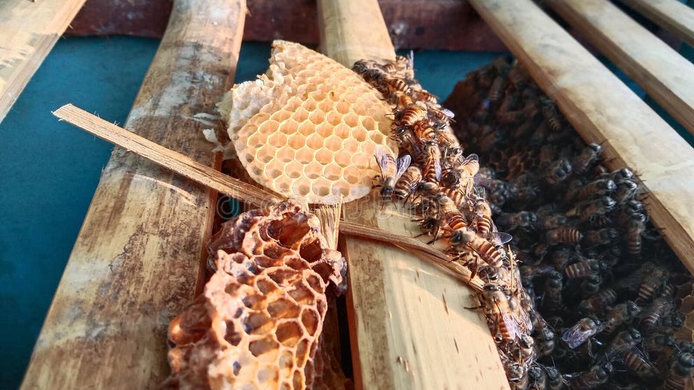 Bee on the tree foods stock image. Image of delicious - 364026507