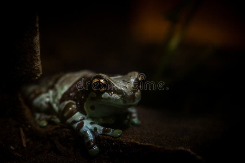 Bee Tree Frog in Moon in Nature Stock Image - Image of frog, bokeh ...