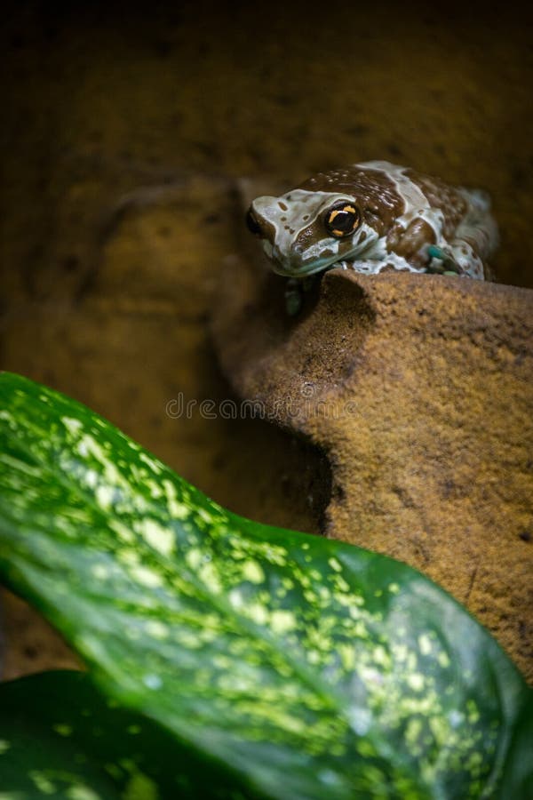 Bee tree frog in nature stock image. Image of jungle - 249002403