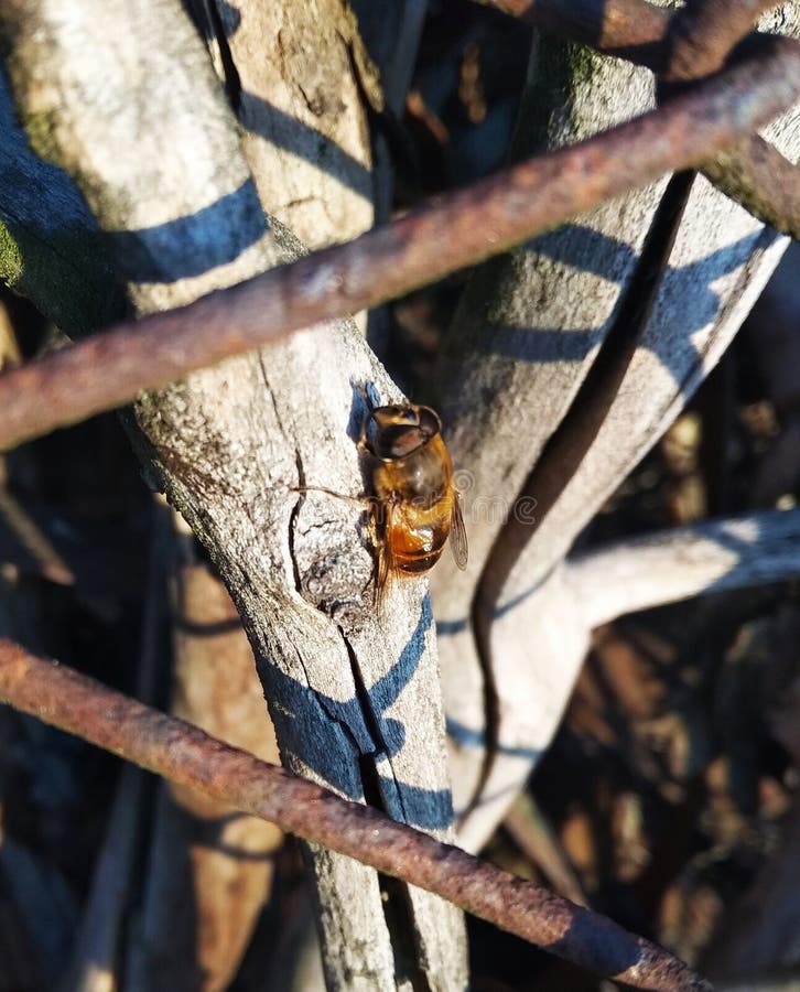 Bee stock photo. Image of animal, tree, wood, insect - 130886028