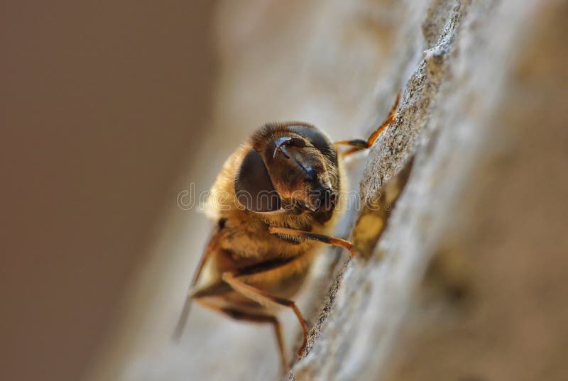 Bee on tree stump stock image. Image of closeup, pollen - 256471465