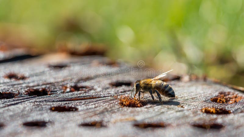 Honey Bee Macro Photography Stock Photo - Image of closeup, wildlife ...
