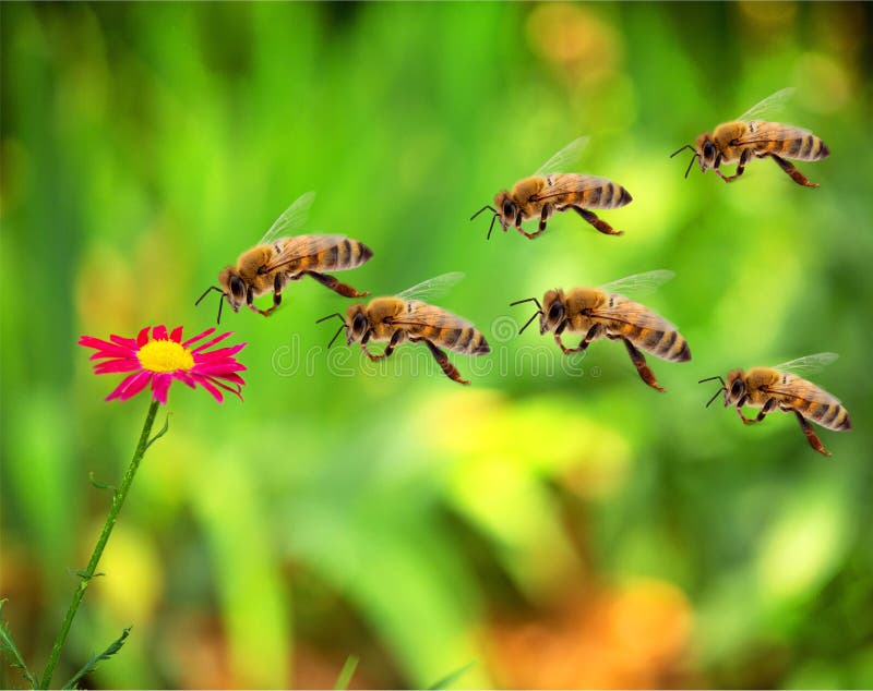 Bee stock image. Image of cooperation, confidence, trust - 58566059