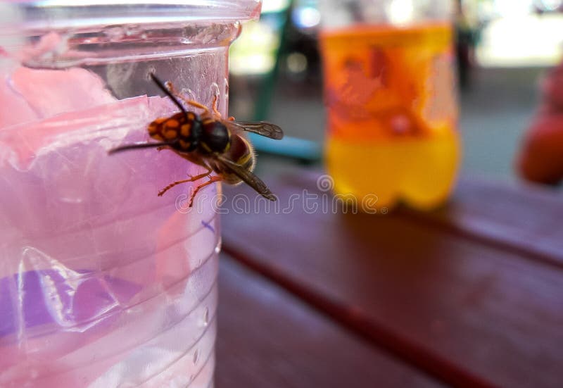 Bee Trying To Drink from a Glass of Soda Stock Photo - Image of insect ...