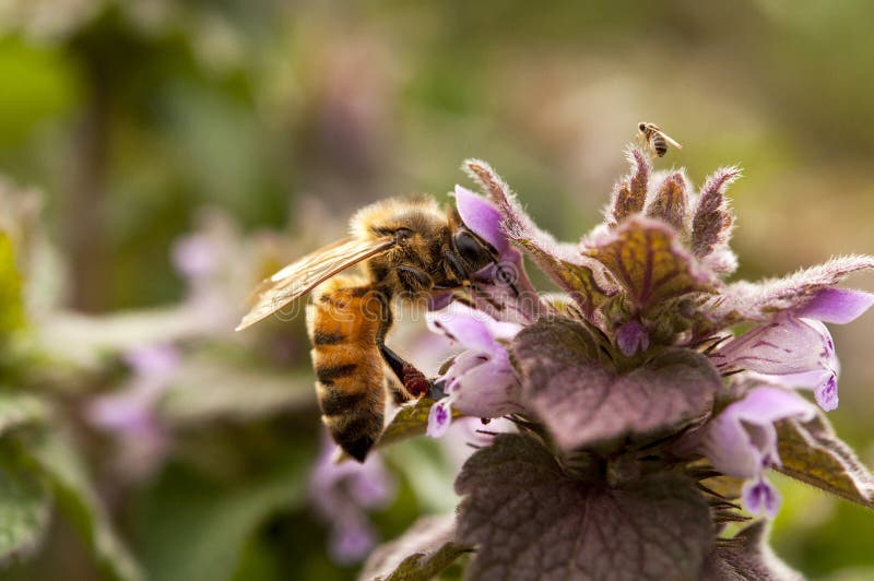Bee stock image. Image of flower, spring, wildlife, insect - 35825949
