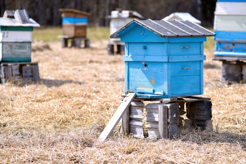 Bee ulii standing in field stock image. Image of blue - 100847989