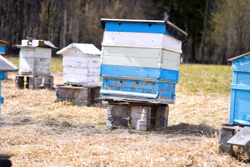 Bee ulii standing in field stock image. Image of garden - 101060167
