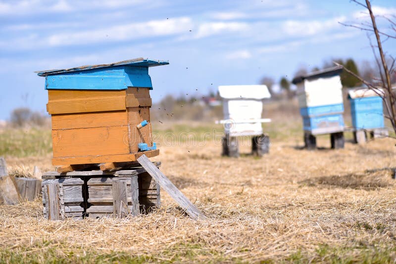 Bee ulii standing in field stock photo. Image of apiarist - 102809778
