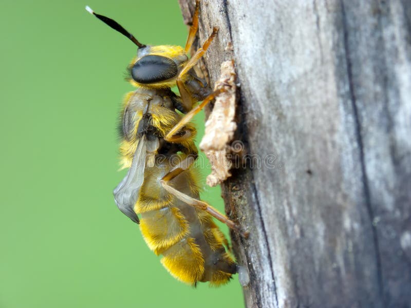 Bee with Underdeveloped Wings Stock Photo - Image of nature, wings ...