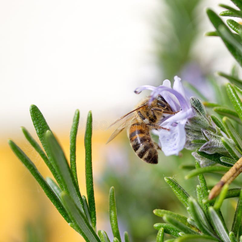 Bee stock image. Image of branch, natural, rosemary, nuseful - 71134721