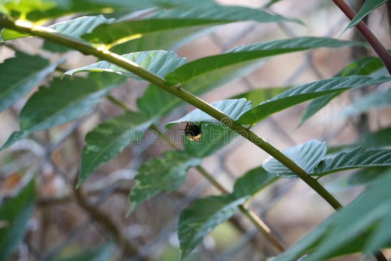 Bee-utiful ! stock image. Image of nature, animal, leaves - 349207879