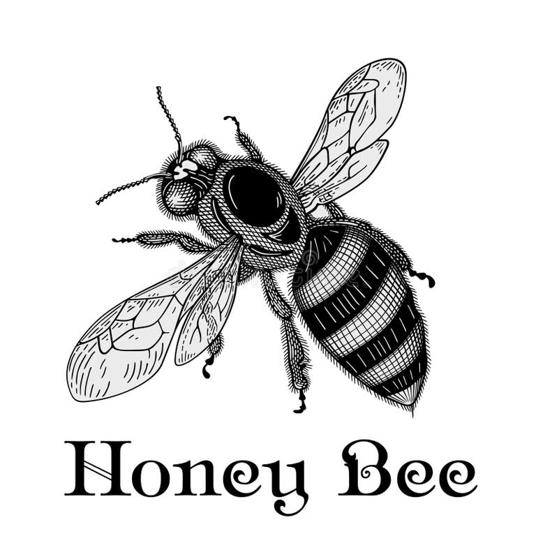 Bee Pollen Vector Stock Illustrations – 10,262 Bee Pollen Vector Stock ...