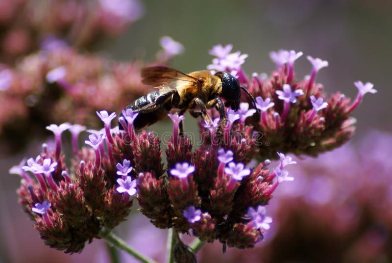 Bee on Verbena stock image. Image of bumblebee, bumble - 18314887
