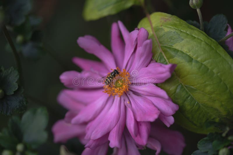 Bee on a Vibrant Flower in Spring Stock Photo - Image of insect ...