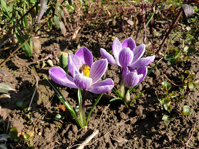 Bee on Violet Crocuses - Spring Flowers in Bloom Stock Photo - Image of ...