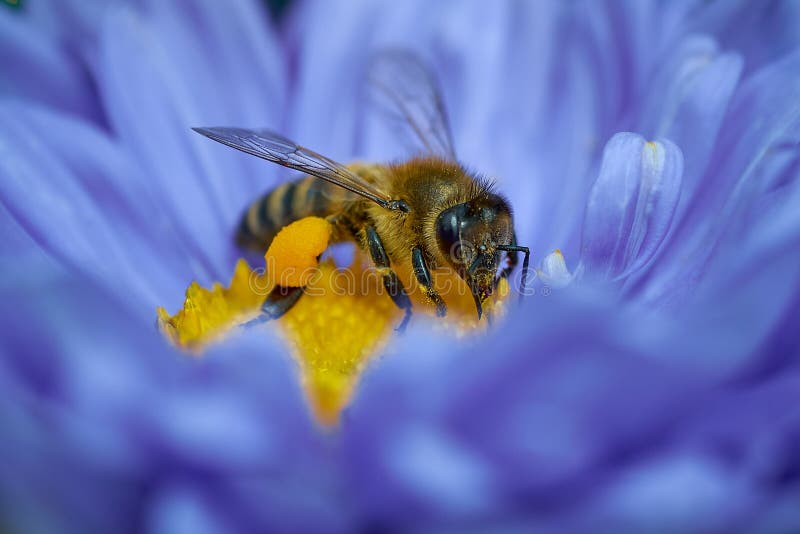Bee on a violet flower stock image. Image of hard, harmony - 247653967