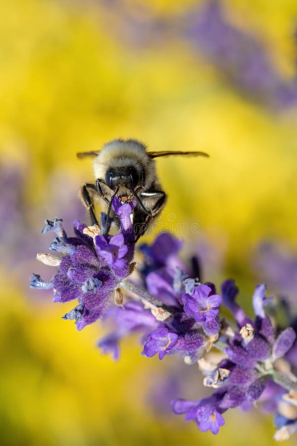 Bee on Violet Lavender in Spring Garden Stock Image - Image of blossom ...