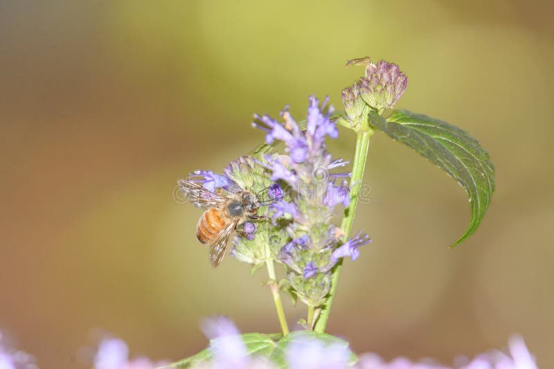 A Bee Visiting a Purple Flower Stock Photo - Image of pollinator ...