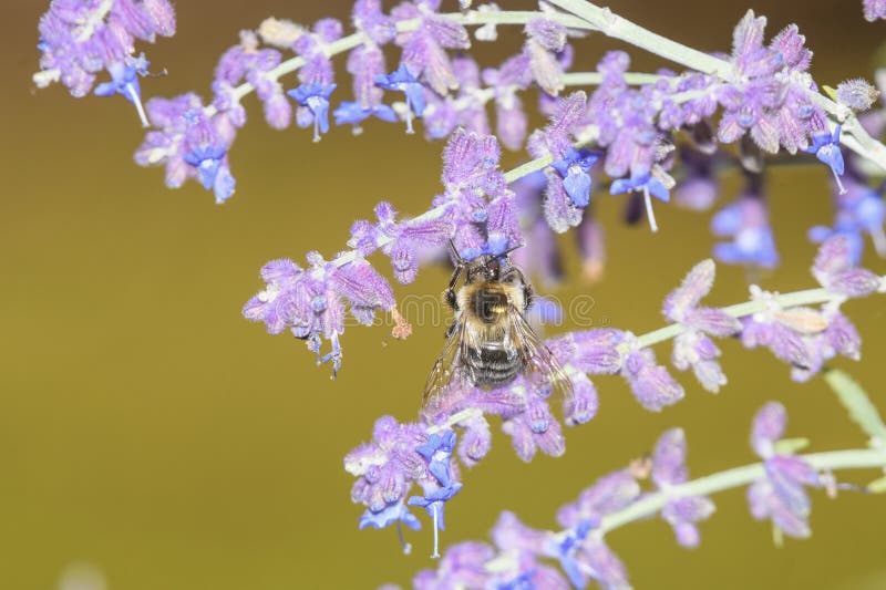 A Bee Visiting a Purple Flower Stock Image - Image of pollinator ...