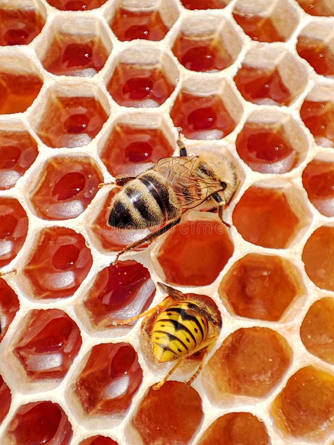 170 Wasp Bee Together Stock Photos - Free & Royalty-Free Stock Photos ...
