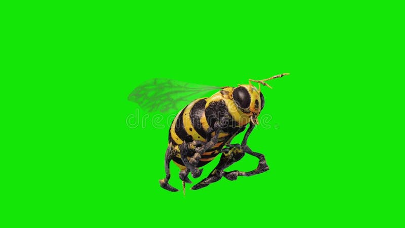 Bee Wasp Flies Loop Green Screen Side 3D Renderings Animations Stock ...