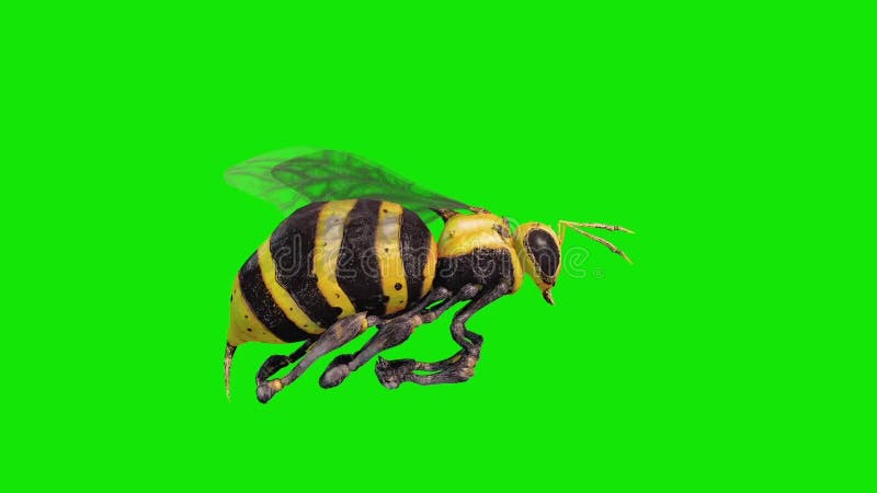 Bee Wasp Flies Loop Front Green Screen 3D Renderings Animations Stock ...