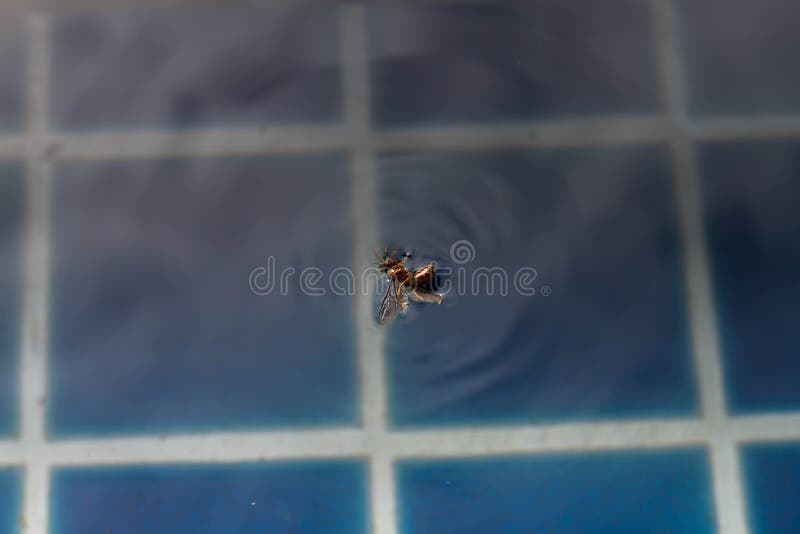 Bee on water stock photo. Image of swimming, water, cycle - 44457876