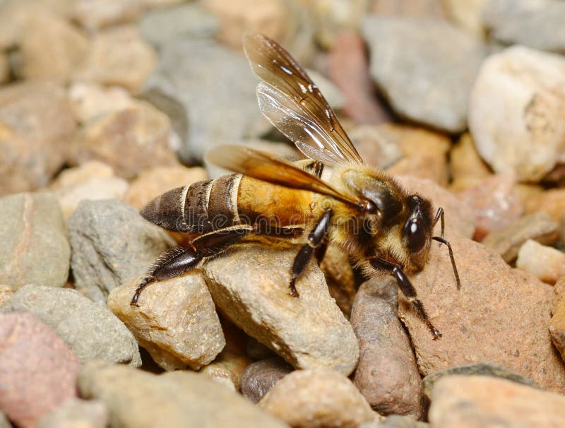 Bee at the waterfall stock image. Image of plants, daylight - 56363943