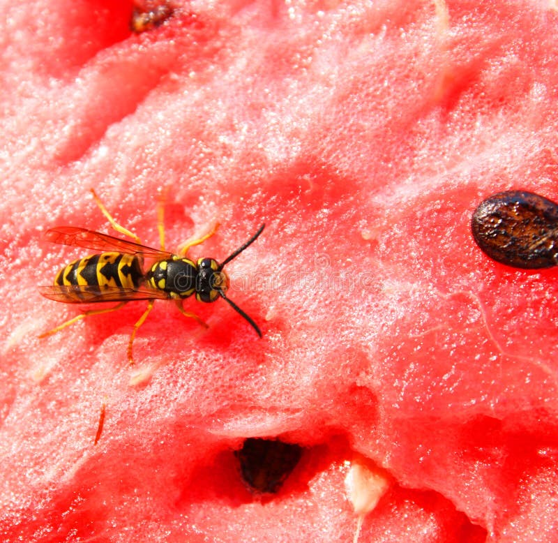Bee on watermelon stock photo. Image of summer, sugar - 22236238