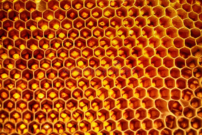 Bee wax texture stock photo. Image of empty, yellow - 127087928