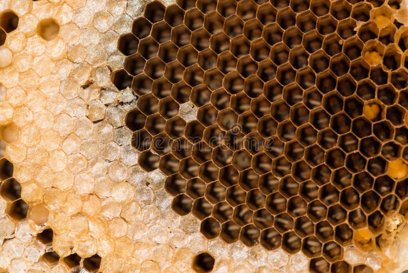 Bee wax texture stock image. Image of close, cell, abstract - 100178365