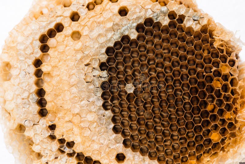 Bee Wax Texture on White Background Stock Image - Image of shape, honey ...