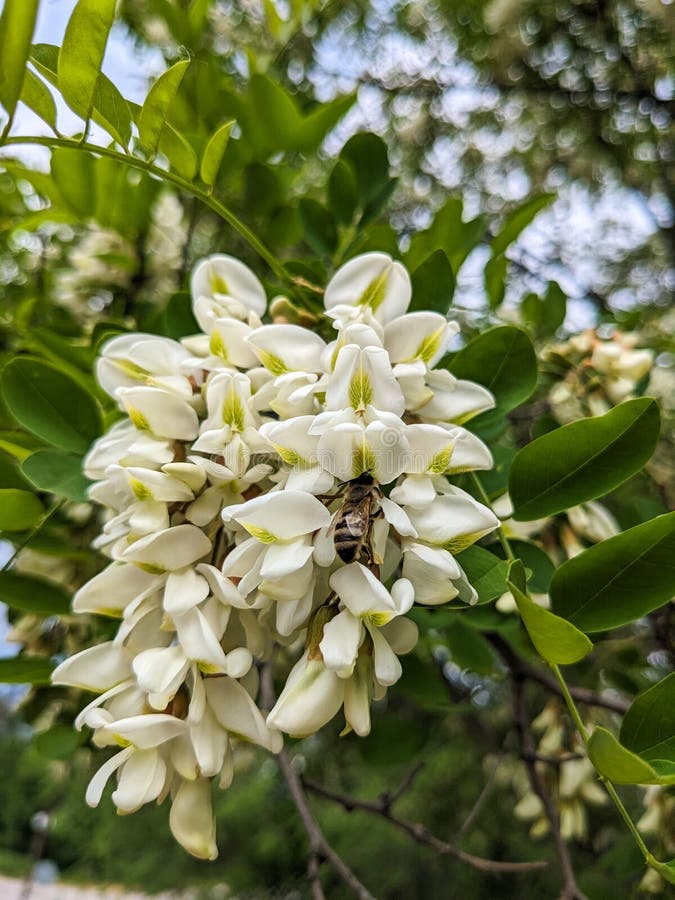 A Bee on White Acacia Flowers Collects Nectar. Pollination of Trees ...
