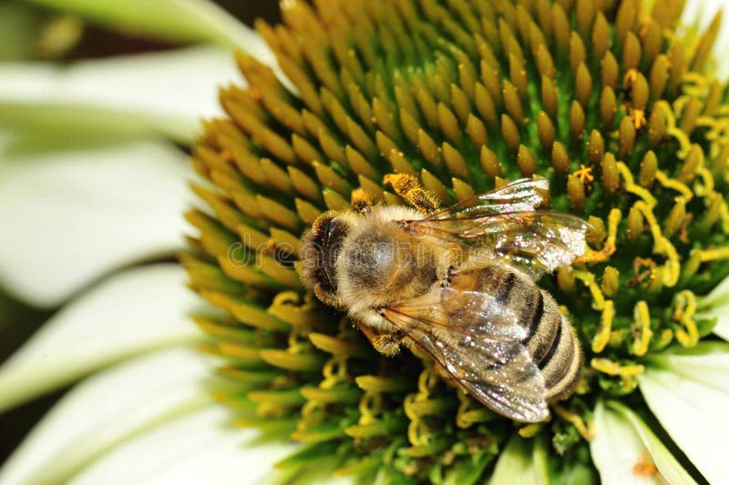 Bee on white Cone-flower stock image. Image of nature - 10633983