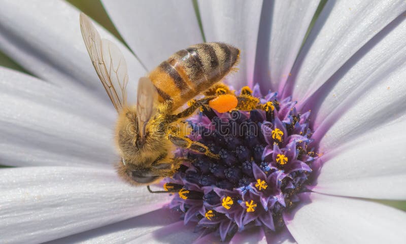 Bee on a White Daisy Drinking Nectar. Stock Photo - Image of honeybee ...
