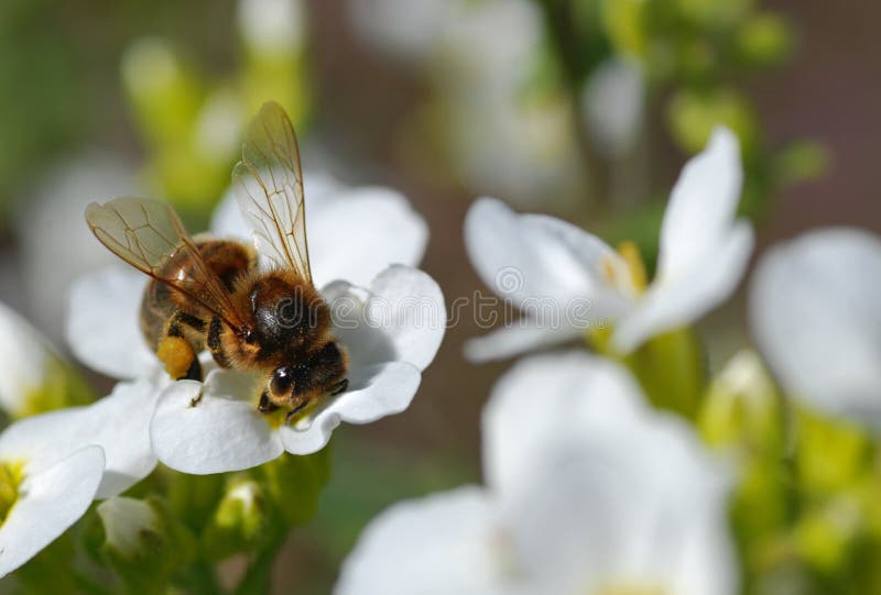 Bee on white flower stock image. Image of ornate, scenics - 3145807