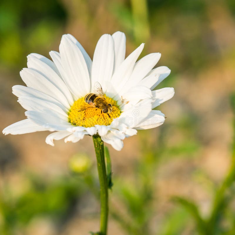 A bee in white flower stock photo. Image of grass, petal - 41419348
