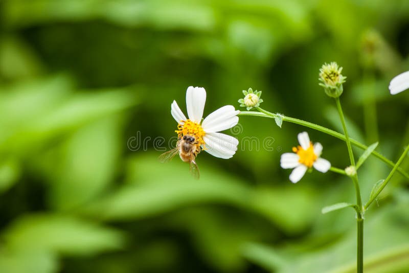 Bee and White flower stock image. Image of petal, close - 80604899
