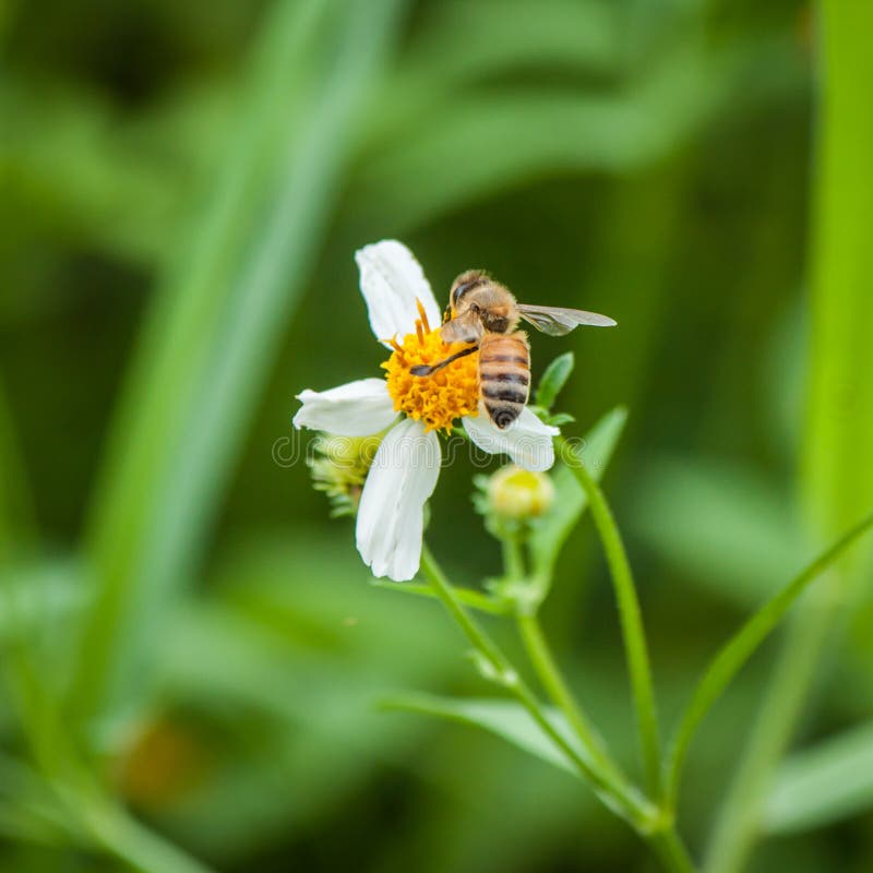 Bee and White flower stock photo. Image of flower, biology - 80604964