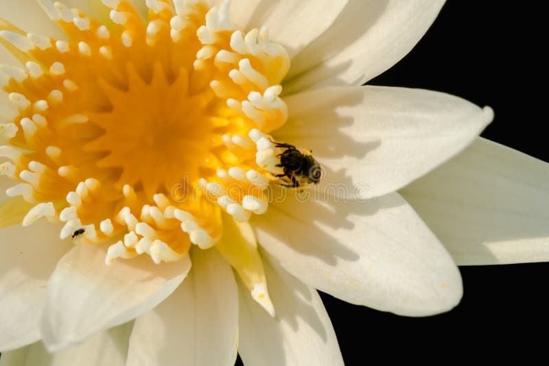 Bee on a white flower, stock photo. Image of floral - 176667212