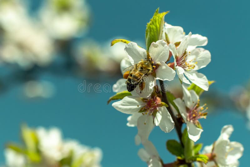 A bee in a white flower stock photo. Image of flower - 213873710
