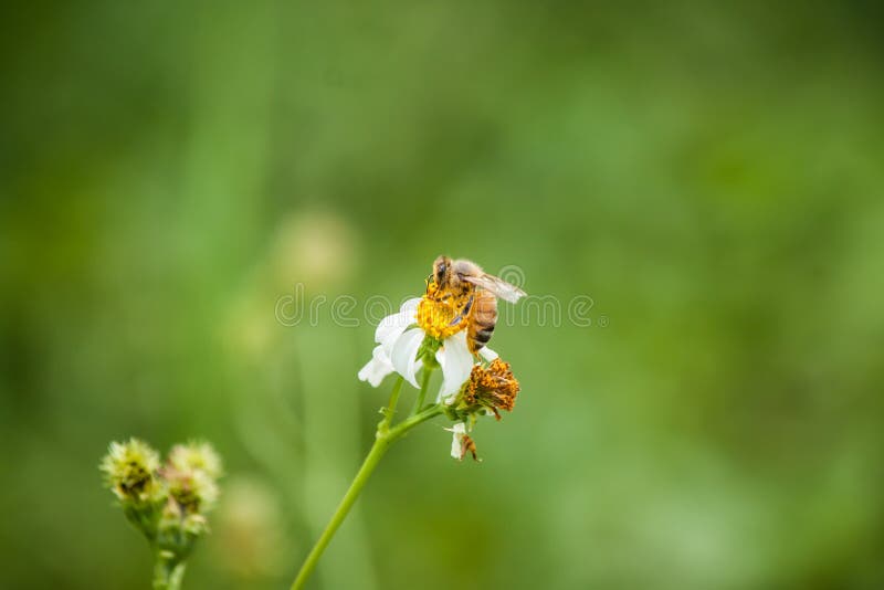Bee and White flower stock image. Image of season, environment - 80605325